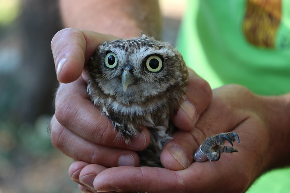 Mocho-galego devolvido à natureza em Válega – OvarNews